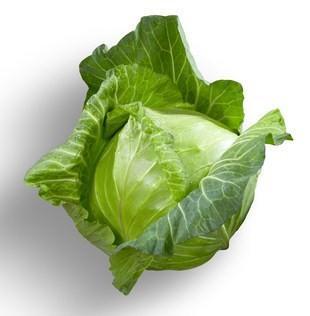 Cabbage - Plain — Fresh Connection