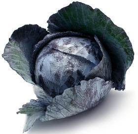 Cabbage - Red — Fresh Connection